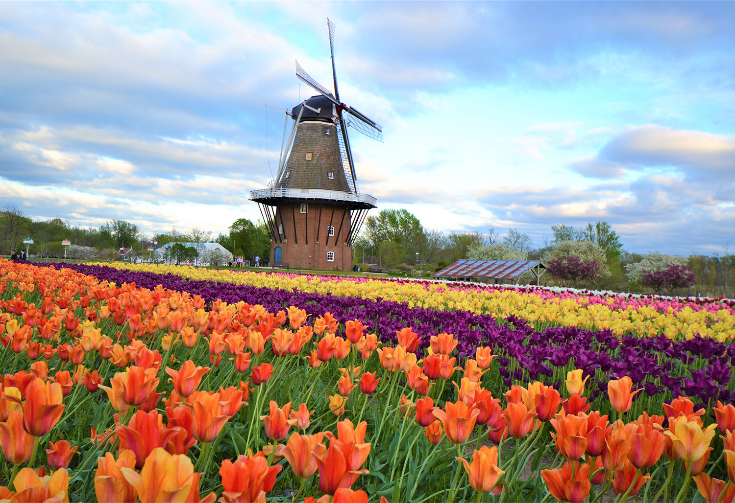 Holland Windmills, Waterways, & Tulips River Cruise | US Tours Voyages